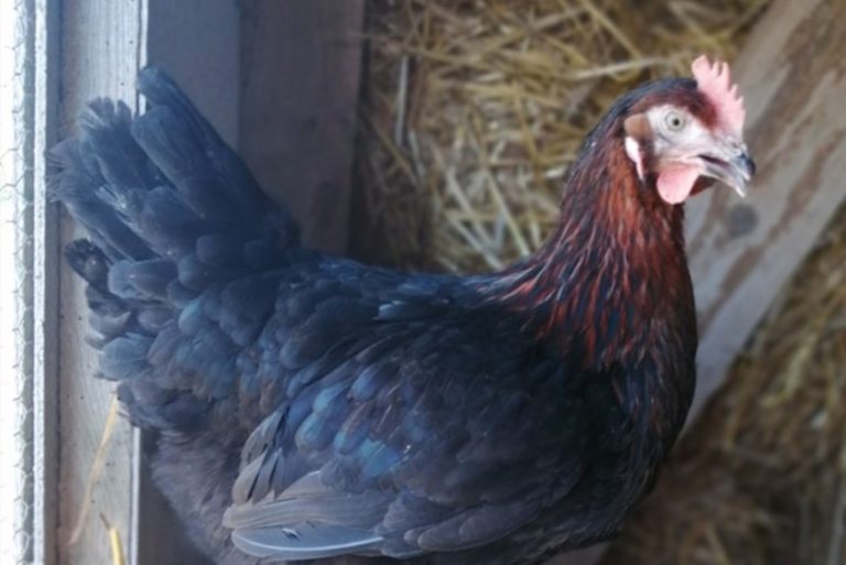 Poule NOIRANS - lesvolaillesdugrimois